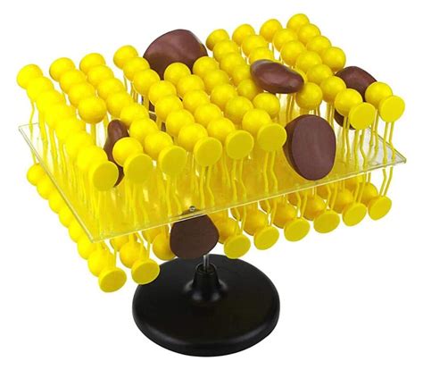 Cell Membrane Structure Labeled