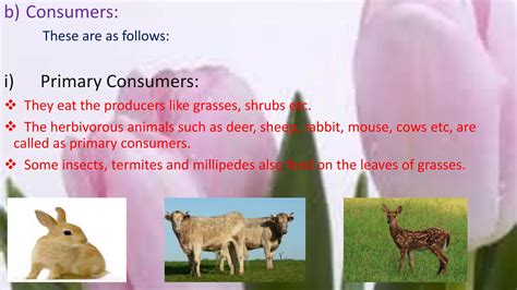 Grass Land Ecosystem Pptx