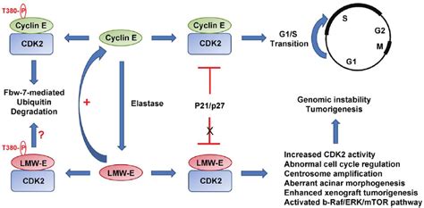 Low Molecular Weight Cyclin E Promotes Tumorigenesis In Normal Cells Download Scientific