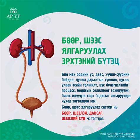 Бөөр шээс ялгаруул Ар Үр Эмнэлэг Хануур хорхойн эмчилгээ