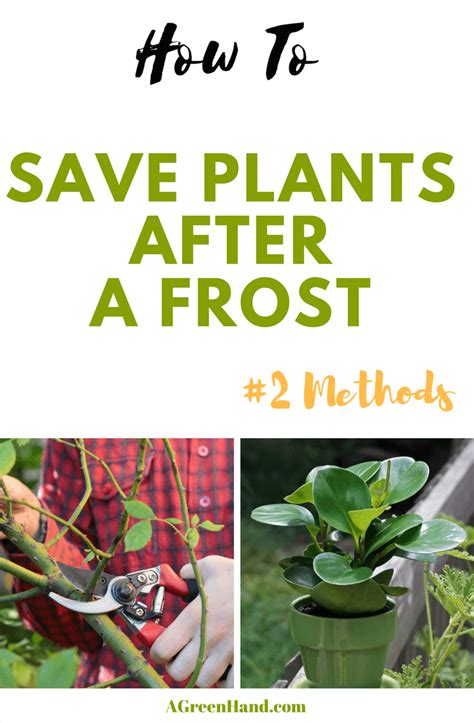 Two Methods On How To Save Plants After A Frost Trees To Plant