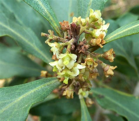 Euclea Pseudebenus Wild Ebony Seeds