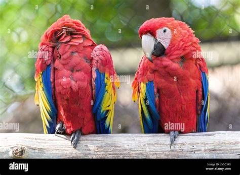 Scarlet Macaw Aka Ara Macao Or Ara Arakanga Amazing Colorful Parrot In