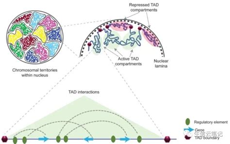 Hic术语图解与分析软件汇总 Public Library Of Bioinformatics