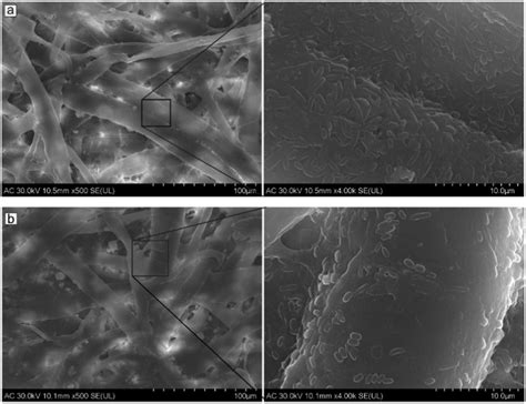 Sem Micrographs Of The Untreated Marabu Paper Samples A Inoculated