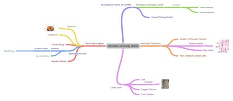Structure Of Woody Plants Secondary Xylem Types Of Wood Cells