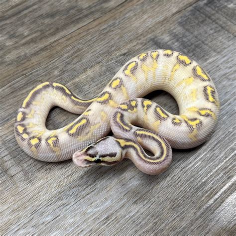 Pastel Lesser Highway Ball Python By Superior Scales Reptiles Llc
