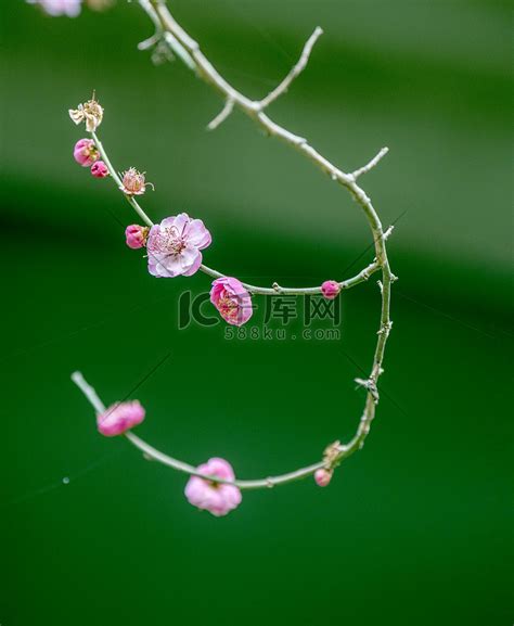 微距拍摄蓝色背景下一枝弯曲的树枝上盛开的腊梅花和花蕾高清摄影大图 千库网