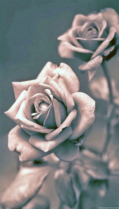 Pretty Rose Iphone Wallpapers Top Free Pretty Rose Iphone Backgrounds