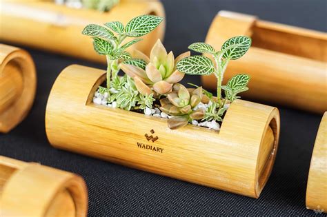 Bambot Bamboo Pot For Succulent Minimalism In Design Combine With