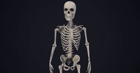 Human Skeleton 3d 캐릭터 Unity Asset Store