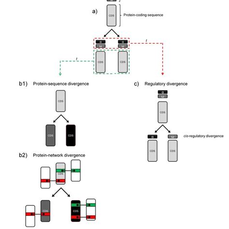 Functional Divergence Of Duplicated Genes A The Independent