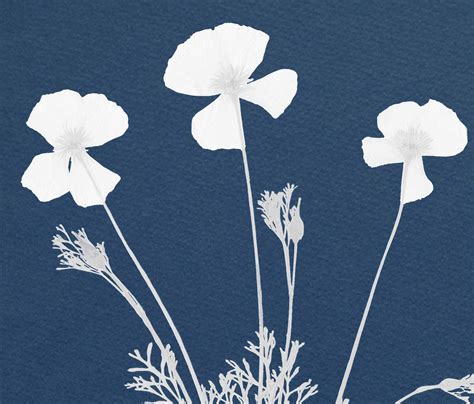 California Poppy Cyanotype Print Navy Blue Botanical Silhouette Etsy