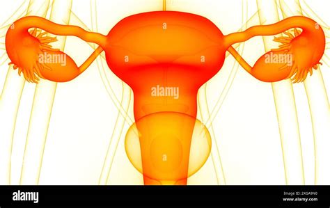 3d Illustration Concept Of Female Reproductive System Anatomy Stock