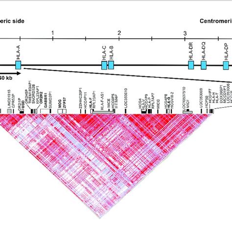 Haplotype Structure Of The Human Leukocyte Antigen Hla Telomeric