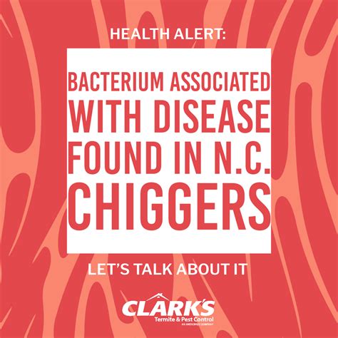 Scrub Typhus Found In Nc Chiggers What You Need To Know Clarks