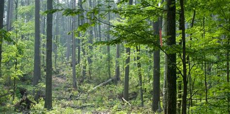 Au Québec Les Feuillus Pourraient Se Déplacer Vers Le Nord Voici Les