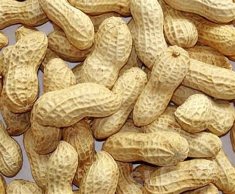 Shelled Groundnuts Manufacturer Supplier From Jamnagar