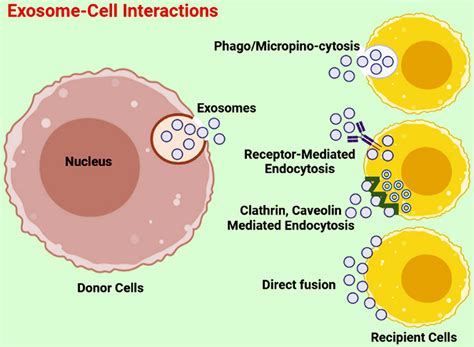 Interaction Of Exosomes With Recipient Cells Once Exosomes Are