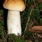 Boletus Edulis “king Bolete” The Bolete Filter