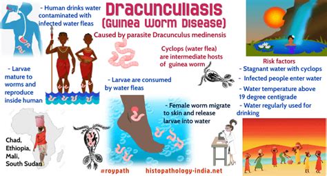 Pathology Of Dracunculiasis Guinea Worm Disease Dr Sampurna Roy Md