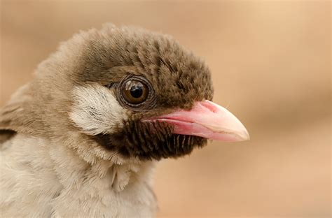 Wild African Honeyguide Birds Learn The Special Calls Of Their Human