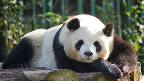 Live Take A Look At Chinas Giant Pandas Collection Cgtn