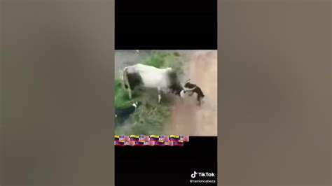 كلب غبي Youtube