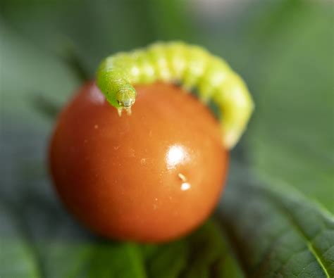 Tomato Pests Expert Tips For Dealing With Destructive Foes Homes And