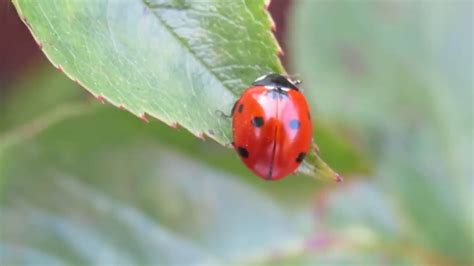 18 Types Of Ladybugs Which You Should Know About Apple Daily