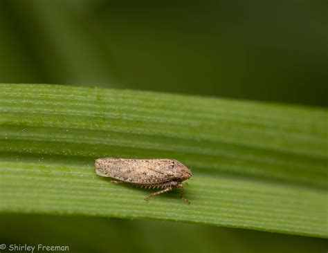 Tiny Brown Bug Repost Macroclose Up Critiques Nature