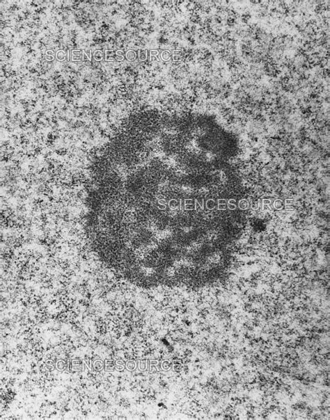 Nucleolus Pictures
