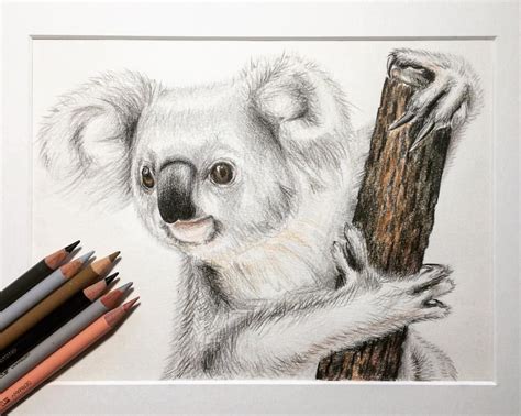 Koala Drawing Real At Tayla Burdett Blog
