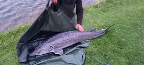 Catch Pb Beluga Sturgeon Caught With My Dad In Denmark 180 Cm 40 Kgs Our Weight Couldn