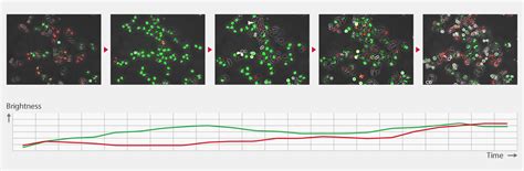 Live Cell Imaging Microscope Keyence America