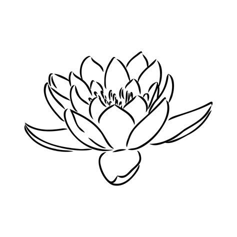 Premium Vector A Lotus Lily Water Flower In A Vintage Woodcut