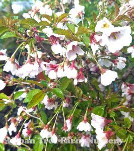 Prunus Incisa Little Twist Urban Tree Farm Nursery