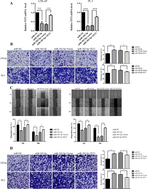 Mir 183 5p Facilitated The Migration And Invasion Of Pca Cells Through Download Scientific