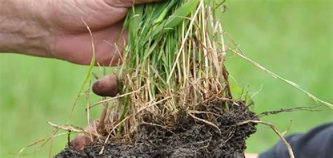 How To Promote Grass Root Growth 7 Easy Steps 2026