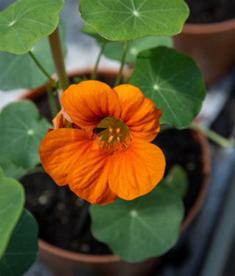 Syötävä Krassi Pukinmäen Puutarha