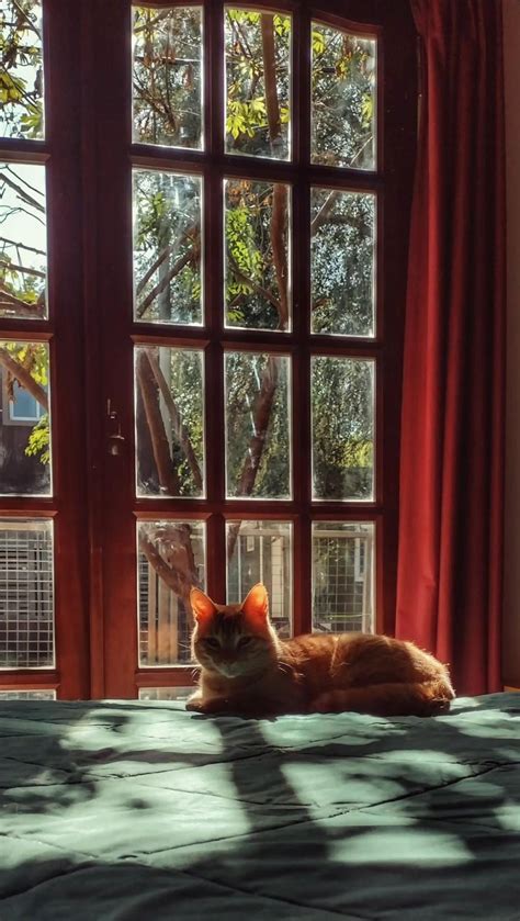 My Cat Son Likes To Take A Nap In The Sun R Aww