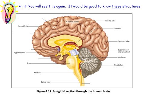 Biopsych Test 1 Diagram Quizlet