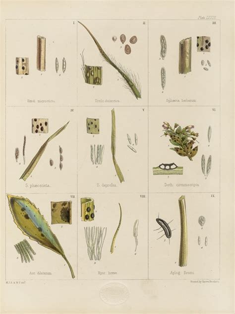 Cryptogamic Botany Of The Antarctic Voyage Of Hm Discovery Ships