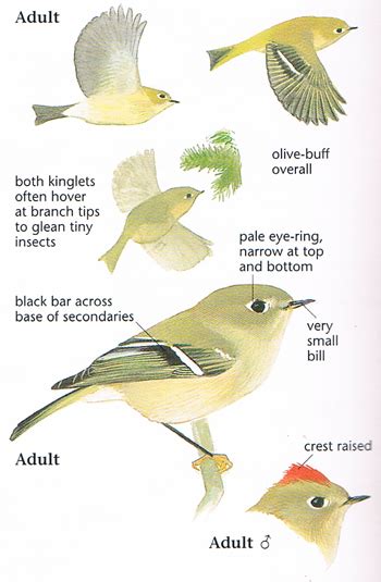 Ruby Crowned Kinglet