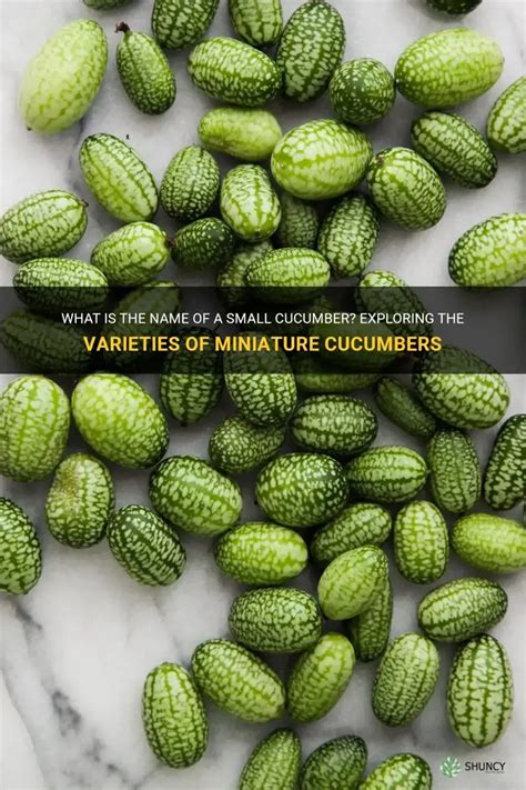 What Is The Name Of A Small Cucumber Exploring The Varieties Of Miniature Cucumbers Shuncy