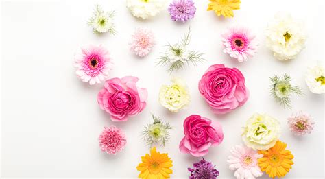 무료 이미지 담홍색 꽃잎 장미 꽃 플로랄 디자인 조화 꽃을 자르다 꽃 피는 식물 장미 가족 세례반 거베라 무늬 국화 꽃꽂이 플로리스트 리 장미의