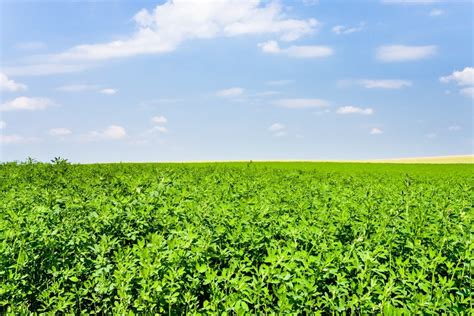 Semilla De Alfalfa Cuf 101 Dary Master 20 Kg Torke