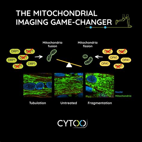 Mitochondrial Network Morphology Carries Highly Informative Signatures