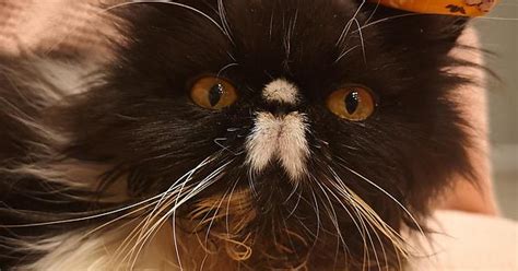 My Gremlin Cat Album On Imgur