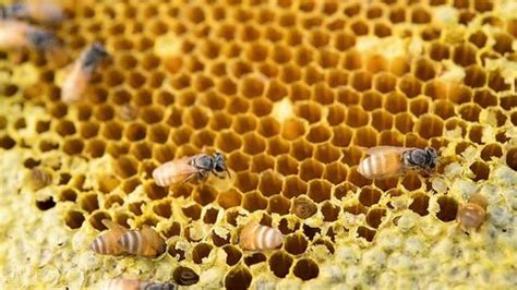Brown Beautiful Honeycomb Background Stock Footage Video 100 Royalty